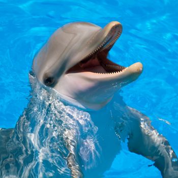 The Wildly Unique Teeth of Mammals - SkydentalAZ